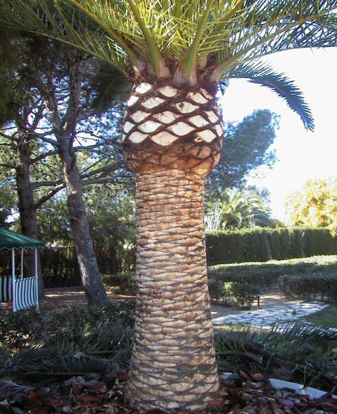 Palm Trunk Trimming DISCUSSING PALM TREES WORLDWIDE PalmTalk palm-trunk-trimming-discussing-palm-trees-worldwide-palmtalk